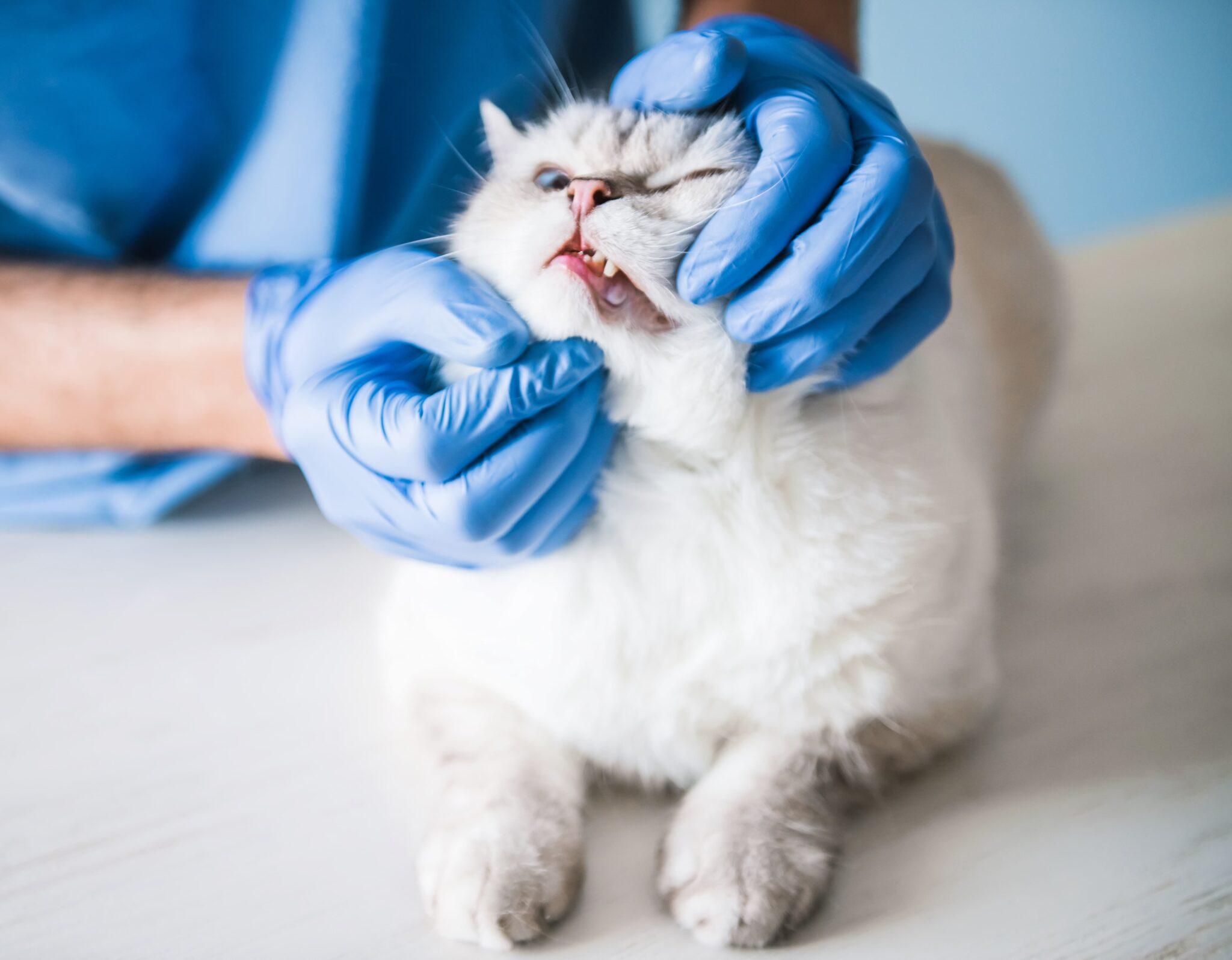 Cat Care - Rocky Creek Veterinary Hospital & Pet Resort